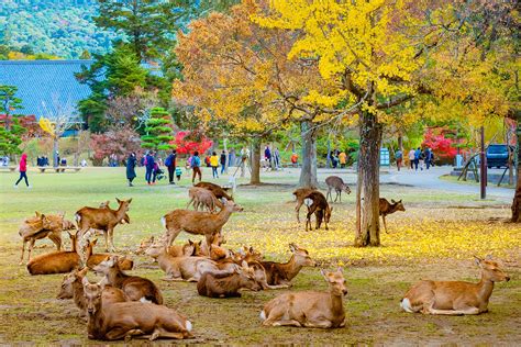 Best Things To Do For Couples In Nara What To Do On A Romantic