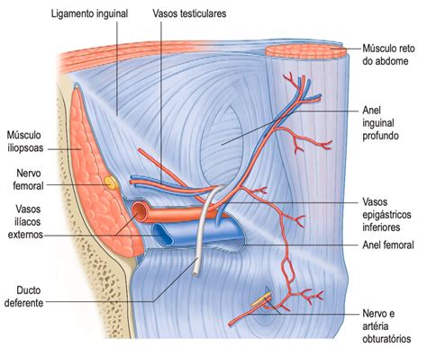 Hérnias da Parede Abdominal Como Diagnosticar e Tratamento