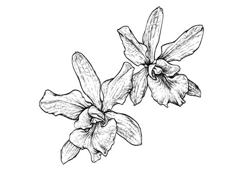 Details 100 la orquídea para dibujar Abzlocal mx