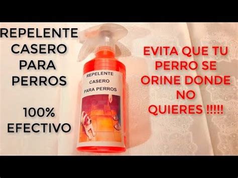 Soluciones Efectivas Para Evitar Que Tu Perro Se Orine En Su Cama