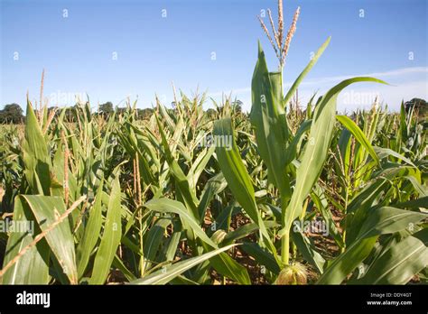 Wachsende maispflanzen Fotos und Bildmaterial in hoher Auflösung Alamy