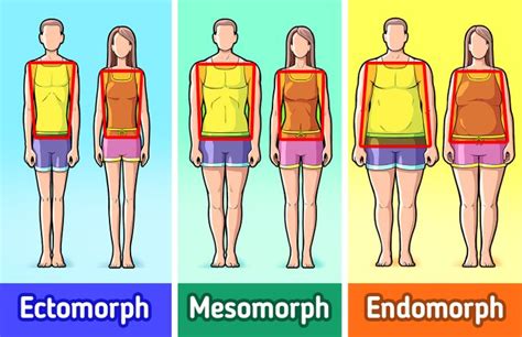 Health Wellness Journey What The Difference Between Ectomorph