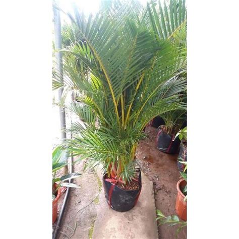 Cây Cau Lụa đẹp giúp xua tan điều xui xẻo mang đến nhiều may mắn bình