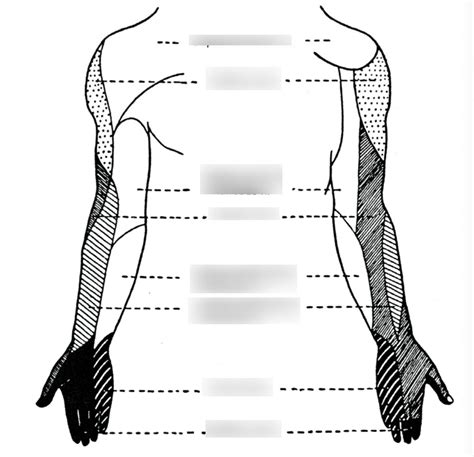 Cutaneous Nerves Of The Upper Limbs Diagram Quizlet