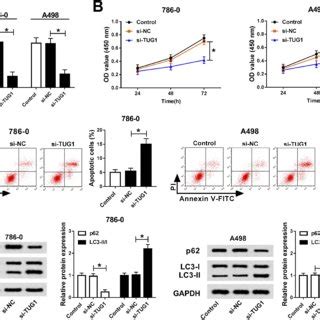 TUG1 Silencing Inhibits Cell Proliferation And Promoted Cell Apoptosis