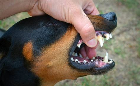 Interpretación Qué significa soñar con perros que te atacan