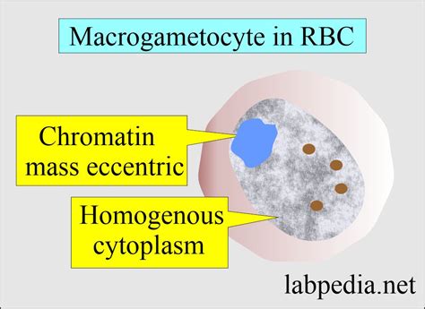 Malarial Parasite Part 1 Plasmodium Life Cycle And Diagnosis
