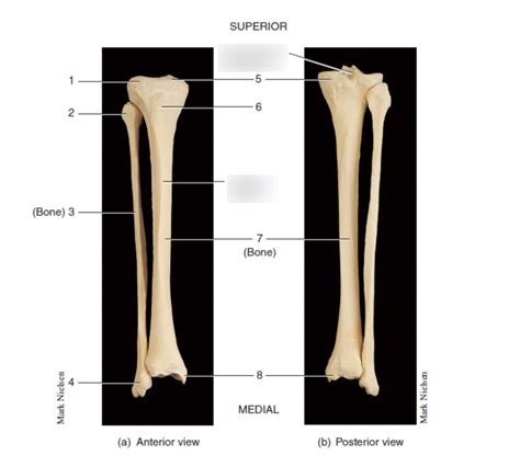 Tibia And Fibula Diagram Quizlet