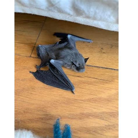 Avoir Une Chauve Souris A La Maison Ventana Blog