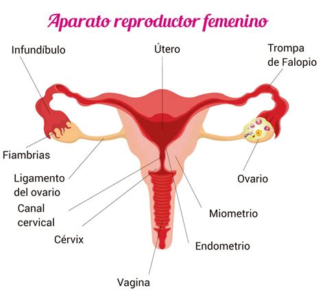 Aparato Reproductor Femenino Y Masculino