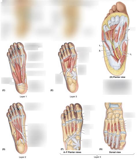 Label Sole Of The Foot Muscles Diagram Quizlet