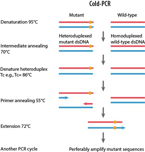 Polymerase Chain Reaction PCR Variations To The System Abm Inc