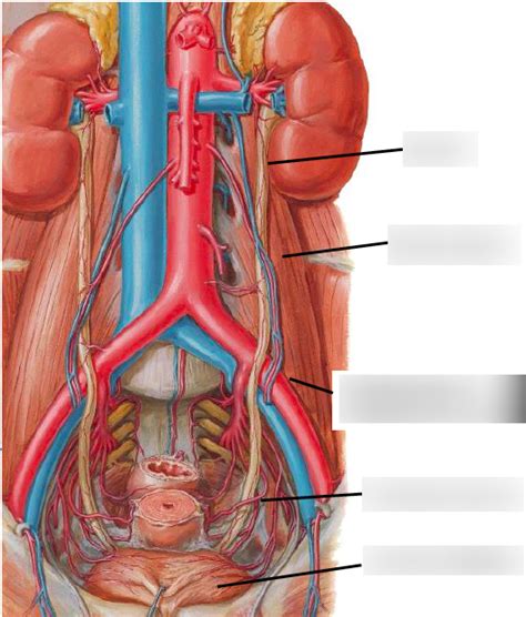 Ureter Diagram Quizlet