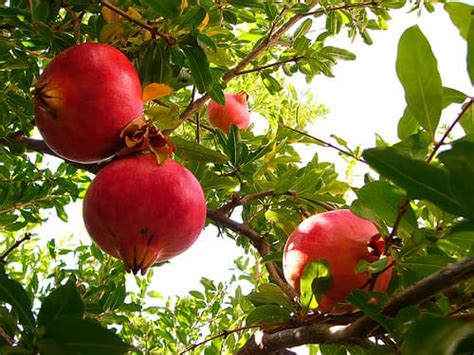 Granado todo lo que debes saber Árboles frutales