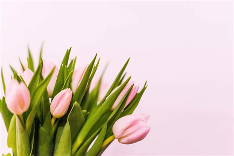 Download 87 hình nền hoa tulip tím đẹp nhất Sai Gon English Center