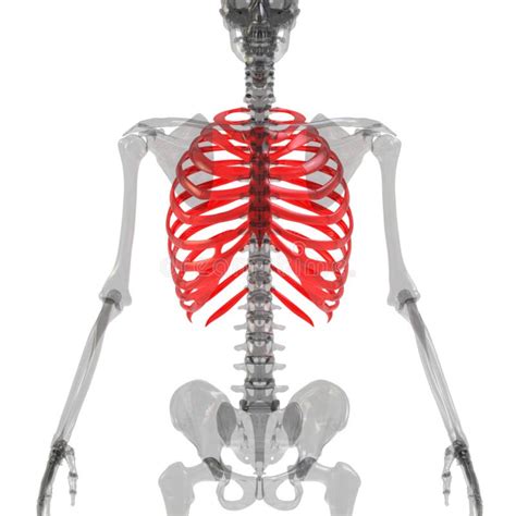 Jaula De Costillas Del Sistema De Esqueleto Humano Anatomía Xray 3d