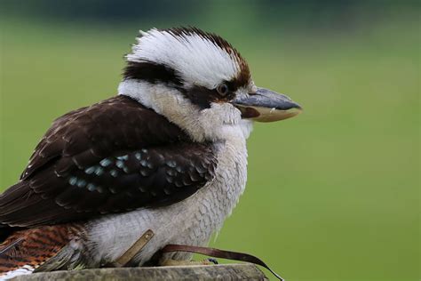 Pin On And Backgronds Kookaburra Hd Wallpaper Pxfuel