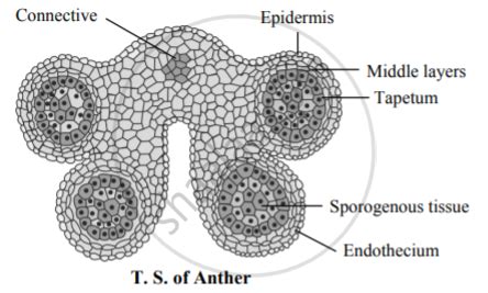 Draw A Neat And Well Labelled Diagram Of T S Of Anther Biology
