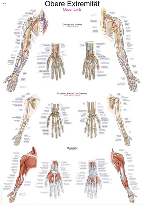 Anatomie Poster Bovenste Extremiteit 50x70 Cm