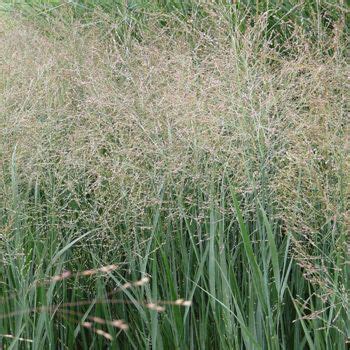 Panicum virgatum Heavy Metal Bläuliche Rutenhirse Mit Stauden