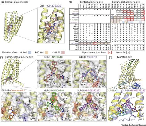 Extending The Structural View Of Class B Gpcrs Trends In Biochemical