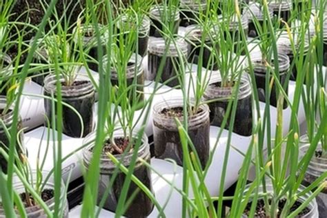 Cara Menanam Bawang Merah Hidroponik Bisa Ditanam Di Lahan Sempit