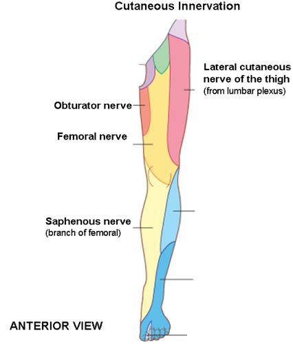 Neurovasculature Of Lower Extremity Flashcards Quizlet