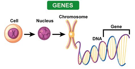 Difference Between Chromosome And Gene 55 OFF
