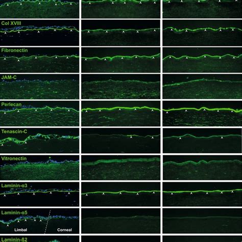 Extracellular Matrix ECM Composition Of Decellularized Human Cornea