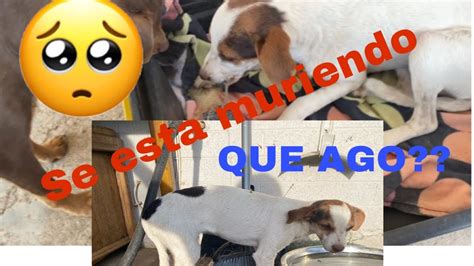 Consecuencias Y Cuidados Qué Pasa Si Mi Perro Come Un Pájaro Muerto