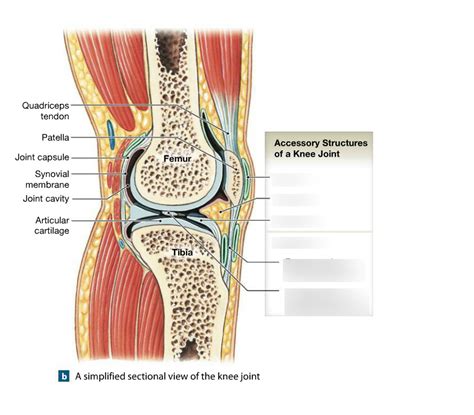 Knee Joint Diagram Quizlet