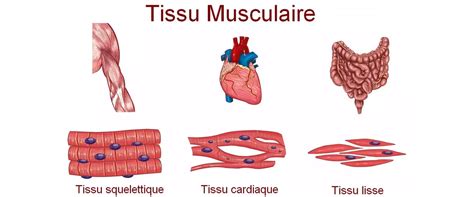 Anatomie Musculaire Du Corps Humain