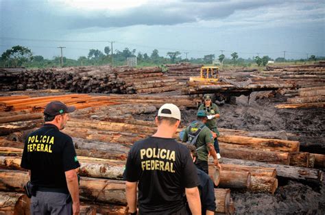 Amazônia em Chamas retirada de madeira contribui para o desmata