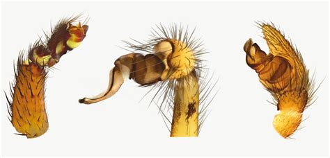 On Biology From Spider Males And Their Allegedly Numb Genitalia