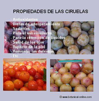 Propiedades De Las Ciruelas Y Sus Beneficios Botanical Online