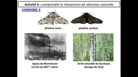 SVT 2nde THÈME 1 3 3 les mécanismes de l évolution sélection