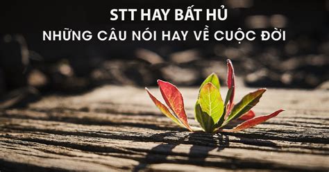 Nh Ng C U N I B T H Ngh A Hay Nh T V Cu C S Ng Ng Suy Ng M
