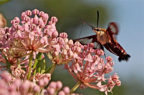 26 Florida Plants For Butterflies KhalidLillibeth