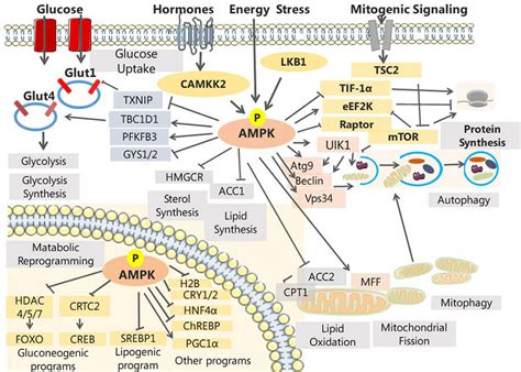 Ampk Inhibitors Ampk Signaling Pathway Boc Sciences
