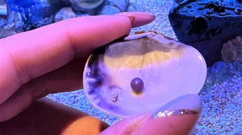Es Posible Encontrarse Una Perla En El Interior De Una Almeja De La
