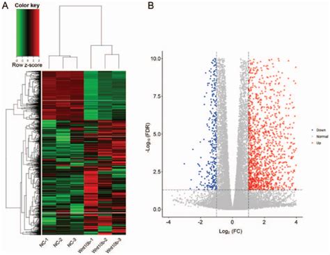 Gene Expression In Wnt B Treated And Control Dpcs A The Heat Map