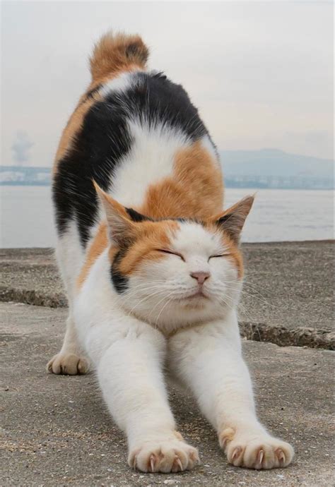 A Cat With Its Eyes Closed Walking On Concrete