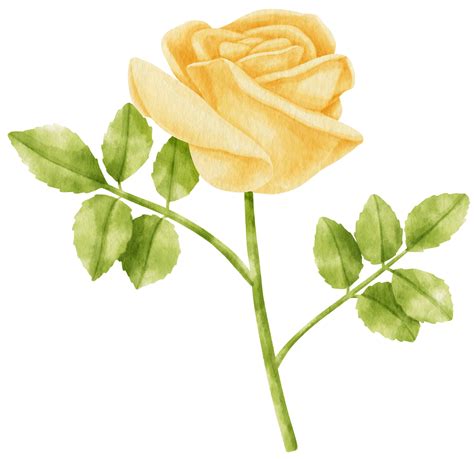 Rosa Amarilla Flores Acuarela Ilustraci N Png