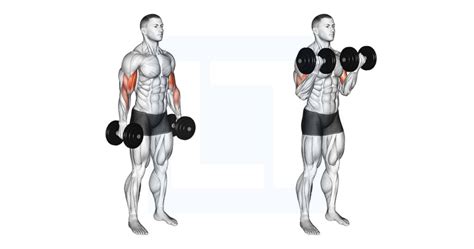 Dumbbell Standing Biceps Curl Guide Benefits And Form