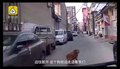 Hombre se desvanece en la calle y su perro ayuda a los paramédicos a