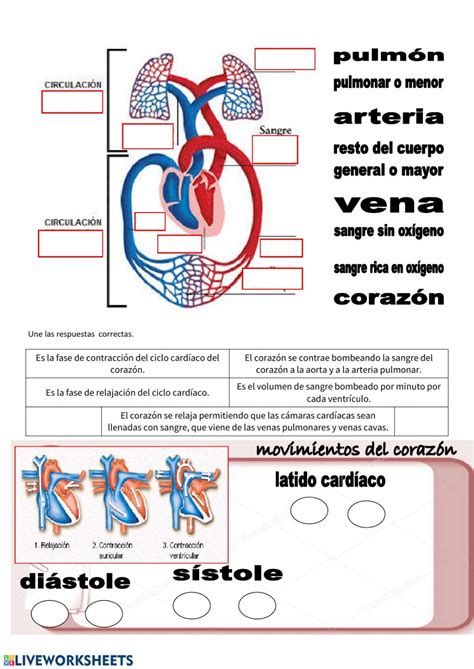 Amira Science Cardiac Cycle Cell Parts Human Body Systems Health