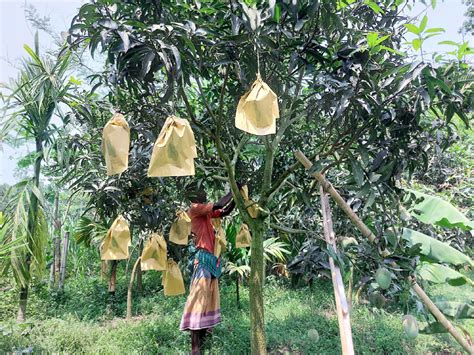 Fruit Bagging Method Ensures Quality Mango Production News