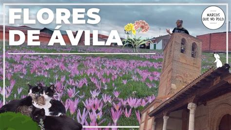 Descubre las fascinantes costumbres y tradiciones de Flores de Ávila