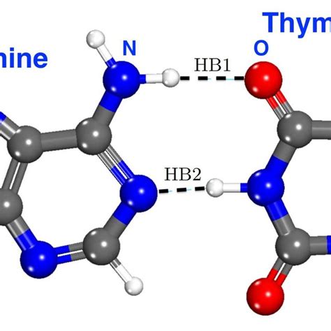 Draw The Hydrogen Bonds Between Thymine And Adenine