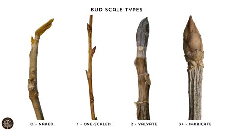 Branch With Opposite Budding